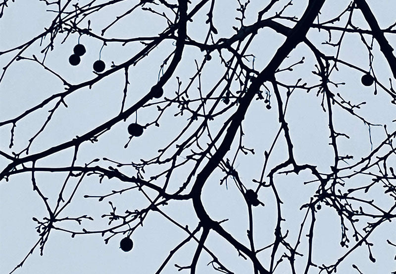 No.59 PLATANE FRUIT — LISETTE